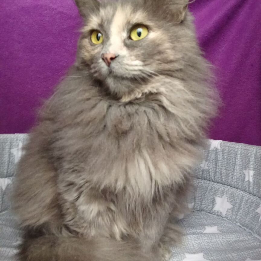 Кошки в добрые руки