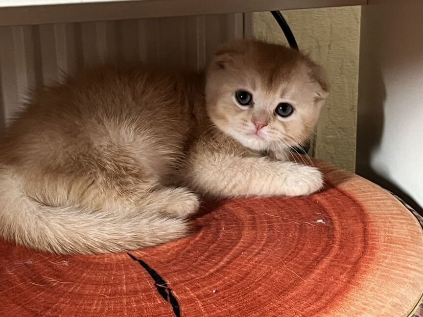 Продам котенка Британская вислоухая шиншилла