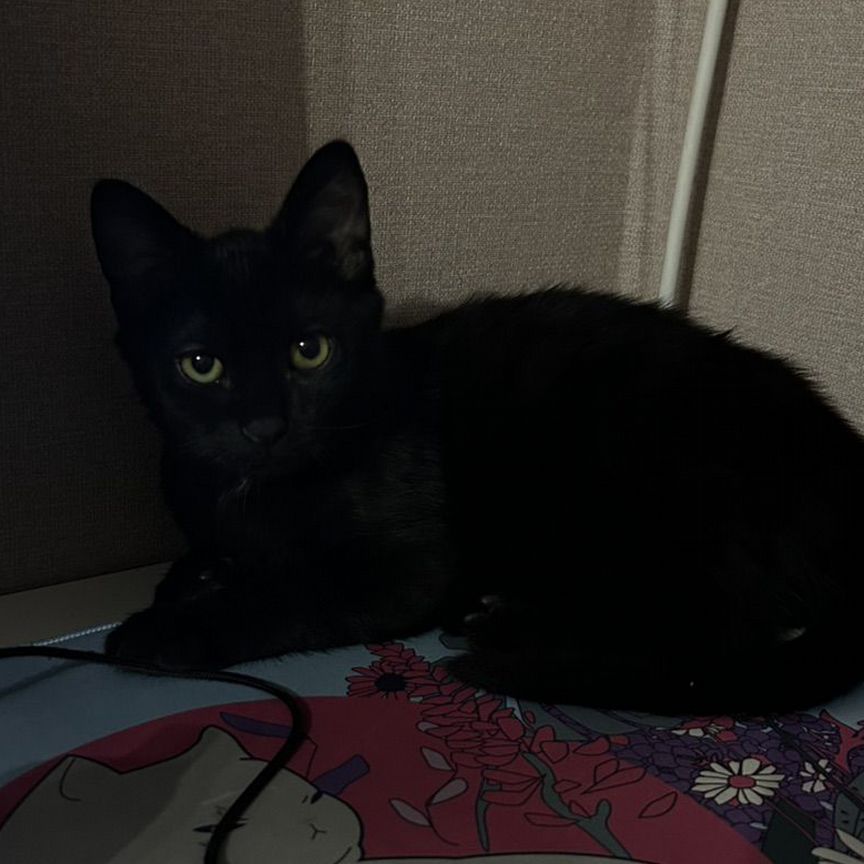 Котенок в добрые руки