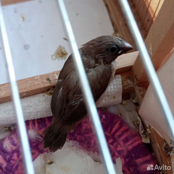 Японские Амадины,птенчики.4 штучки