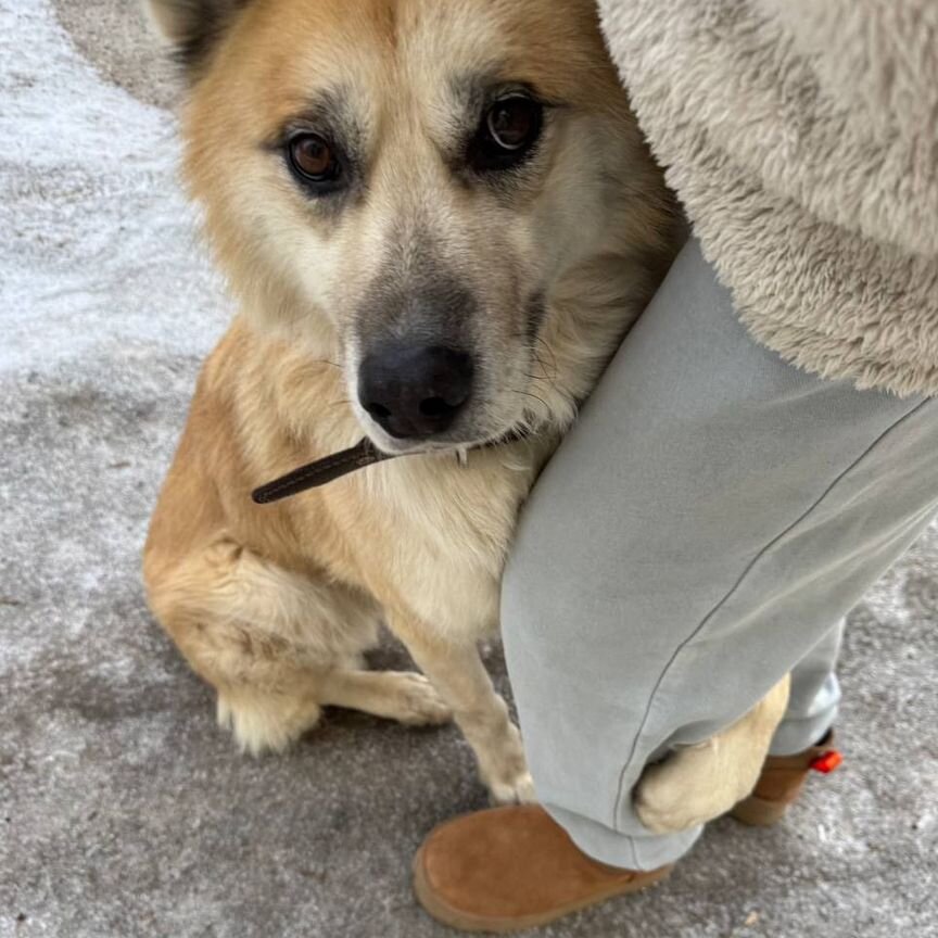 Чудесный мальчик ищет дом