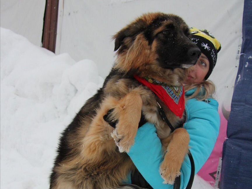 Собака в добрые руки, Шкипер