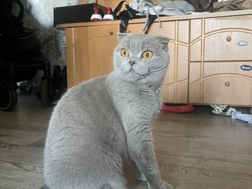 Кот в добрые руки
