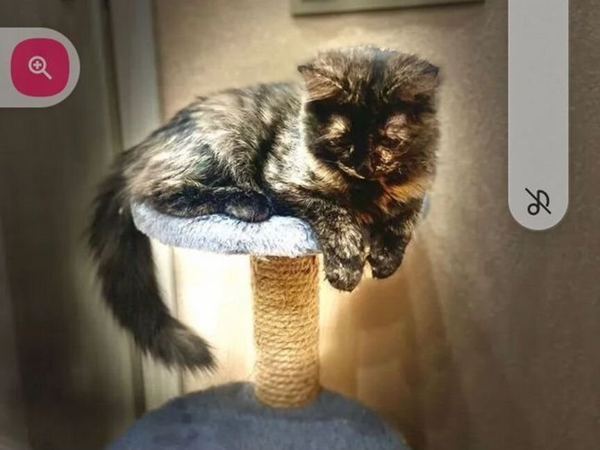 Кошечка Юта