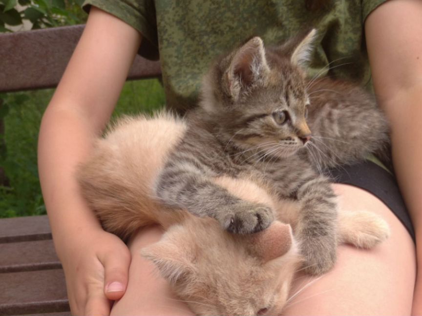 Котята в добрые руки бесплатно