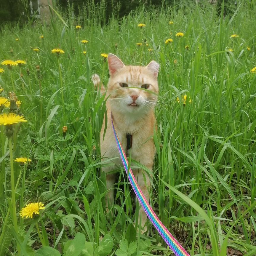 Отдам кота в добрые руки