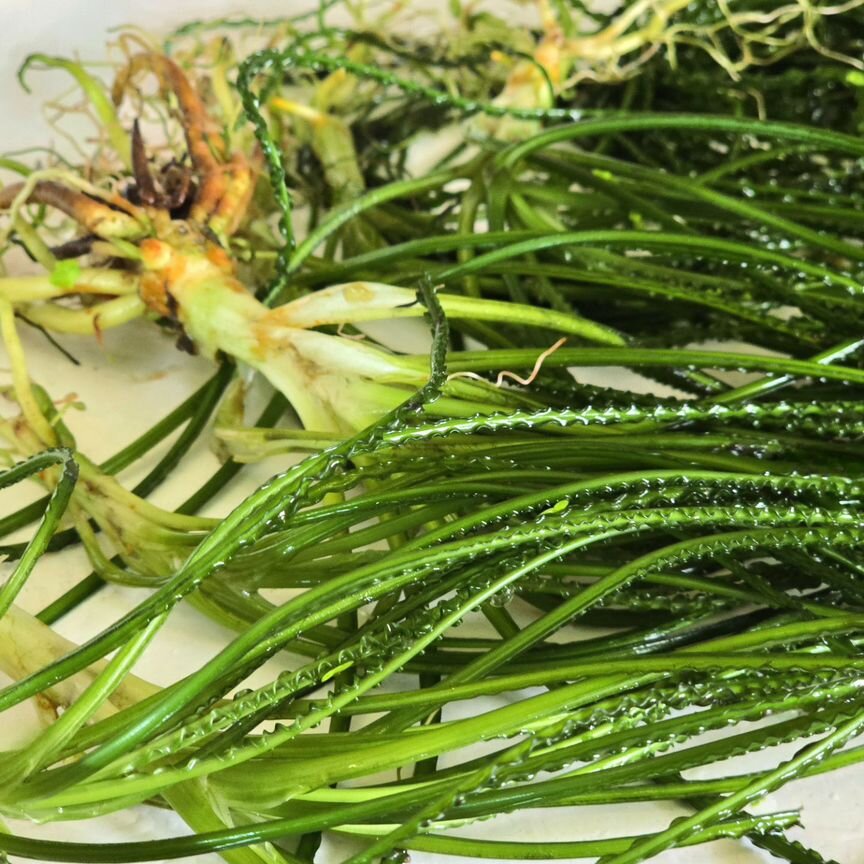 Кринум Каламистратум