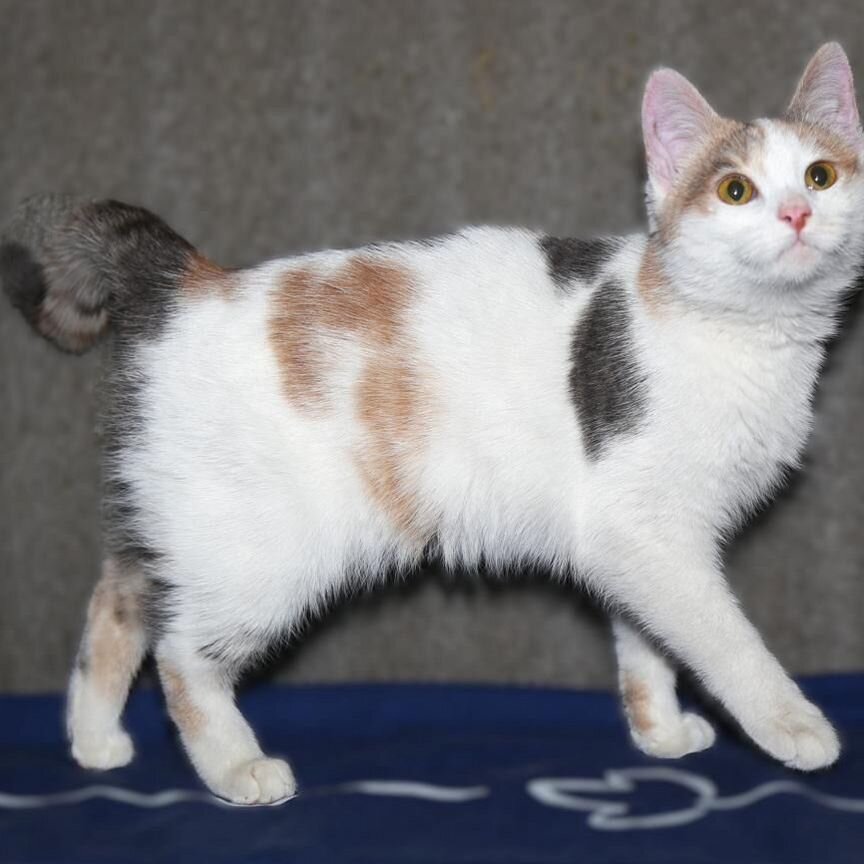 Буся котенок в дар