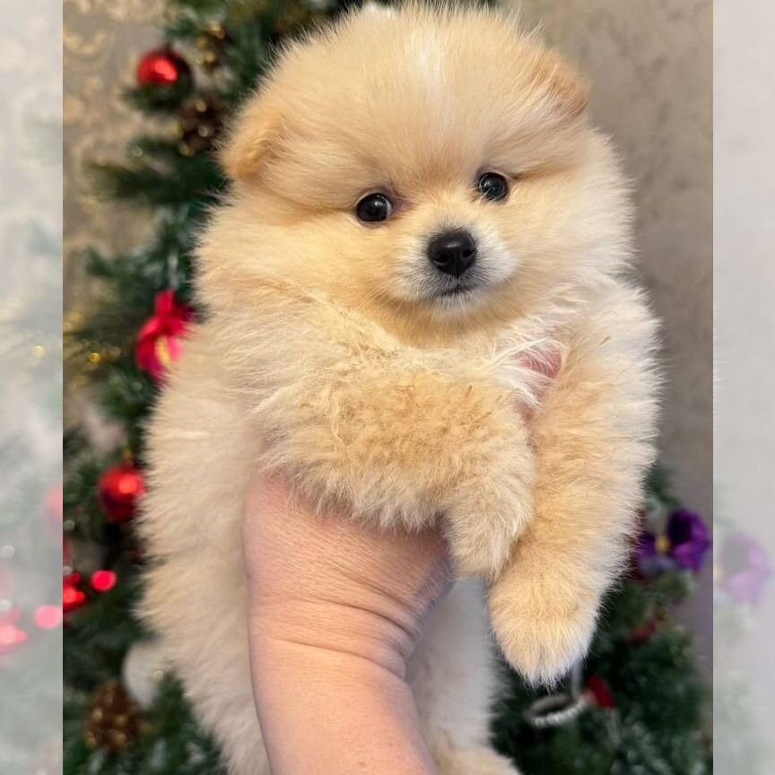 Щенки шпица мини мишка