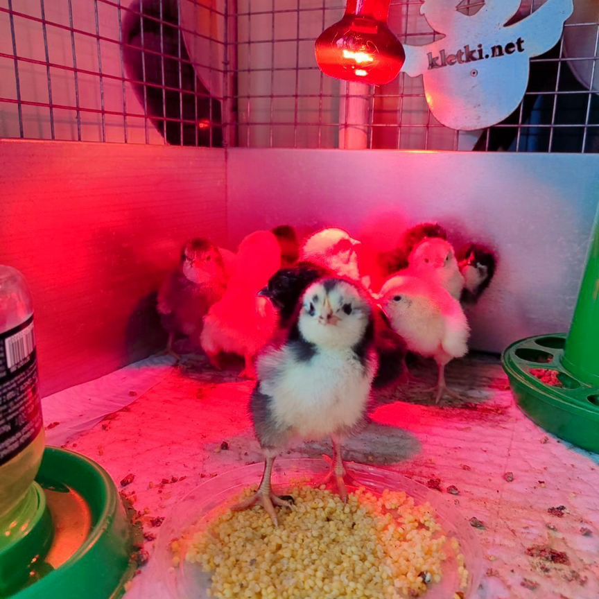 Цыплята суточные