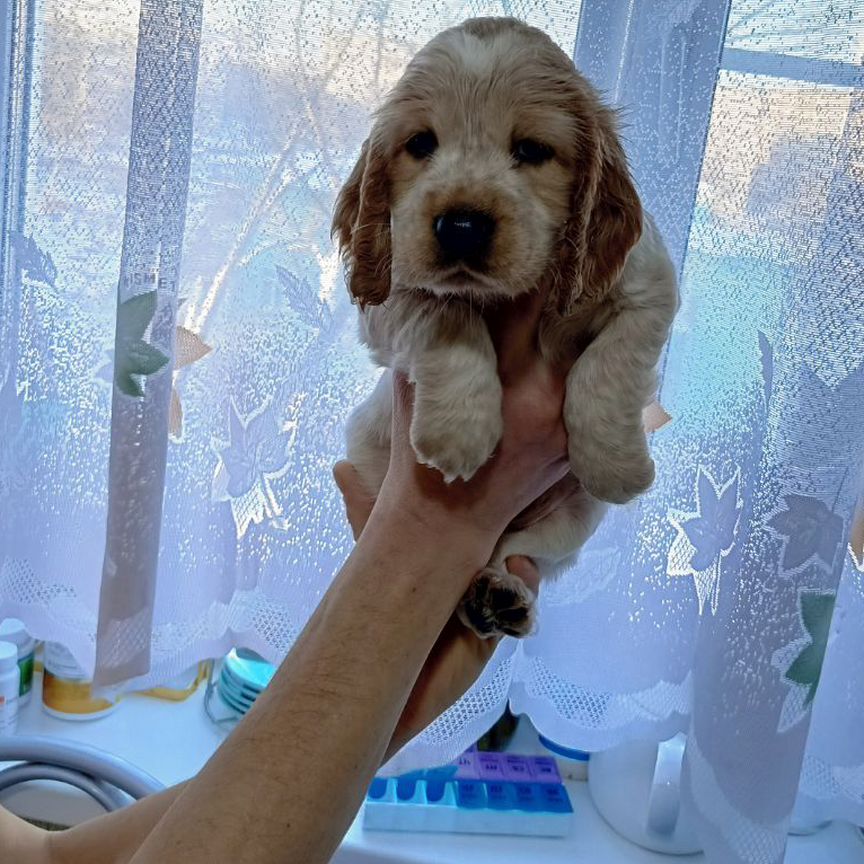 Русский охотничий спаниель, щенок