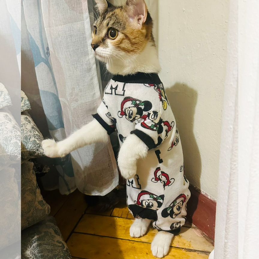 Котёнок от частного владельца