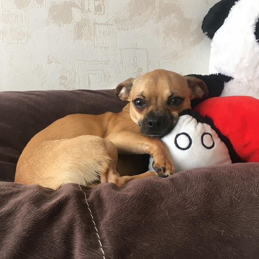 Чихуахуа вязка бесплатно