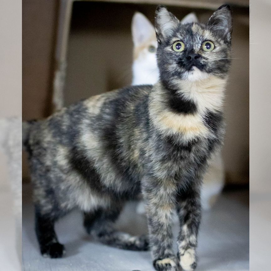 Котёнок в добрые руки