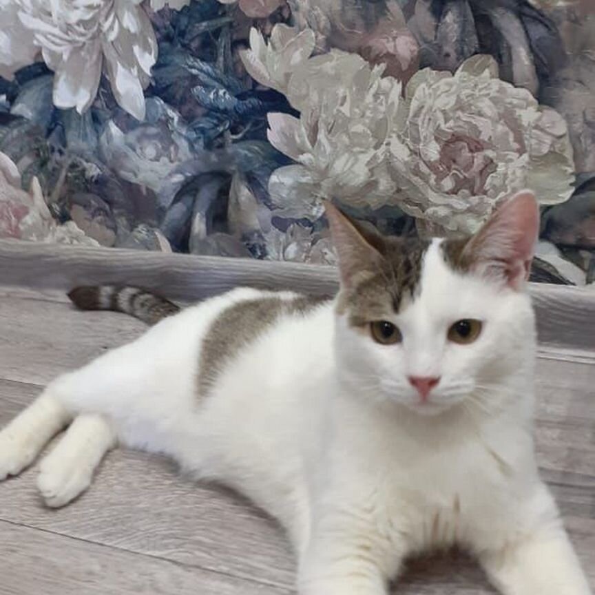 Котёнок Елисей