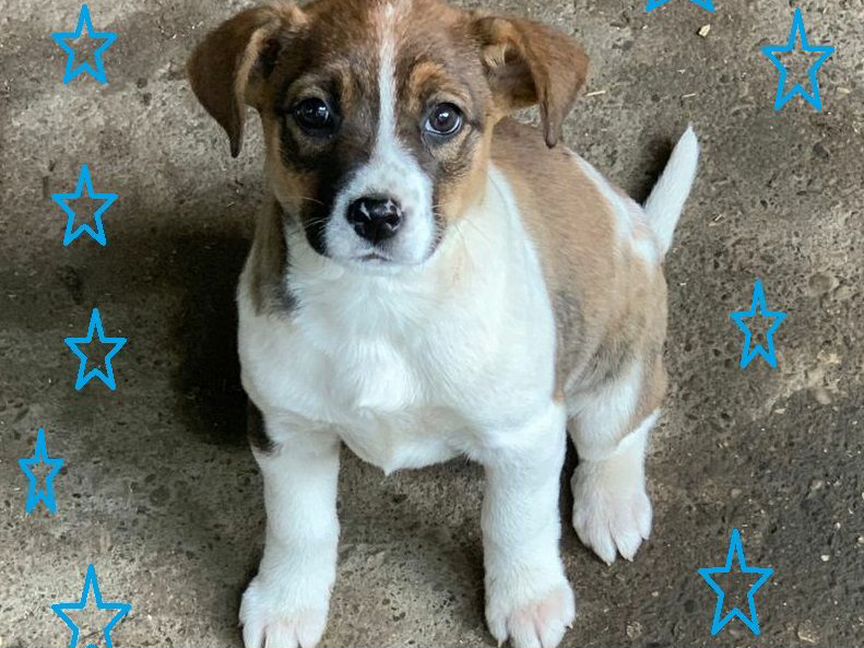 Белый щенок в дар