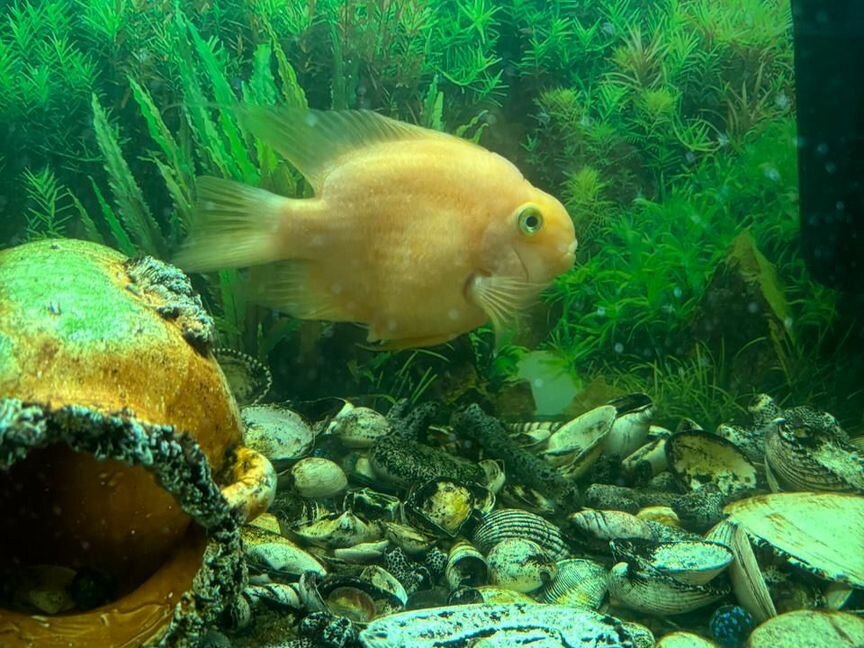 Рыбы в аквариум : сом и попугай