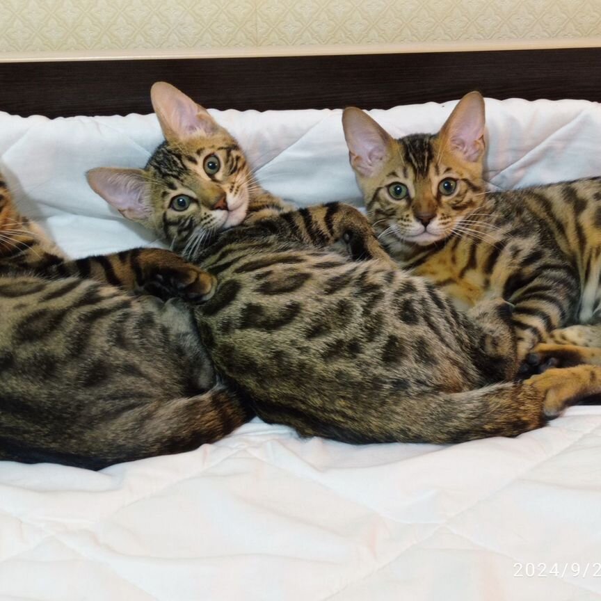 Бенгальские котята 3мес