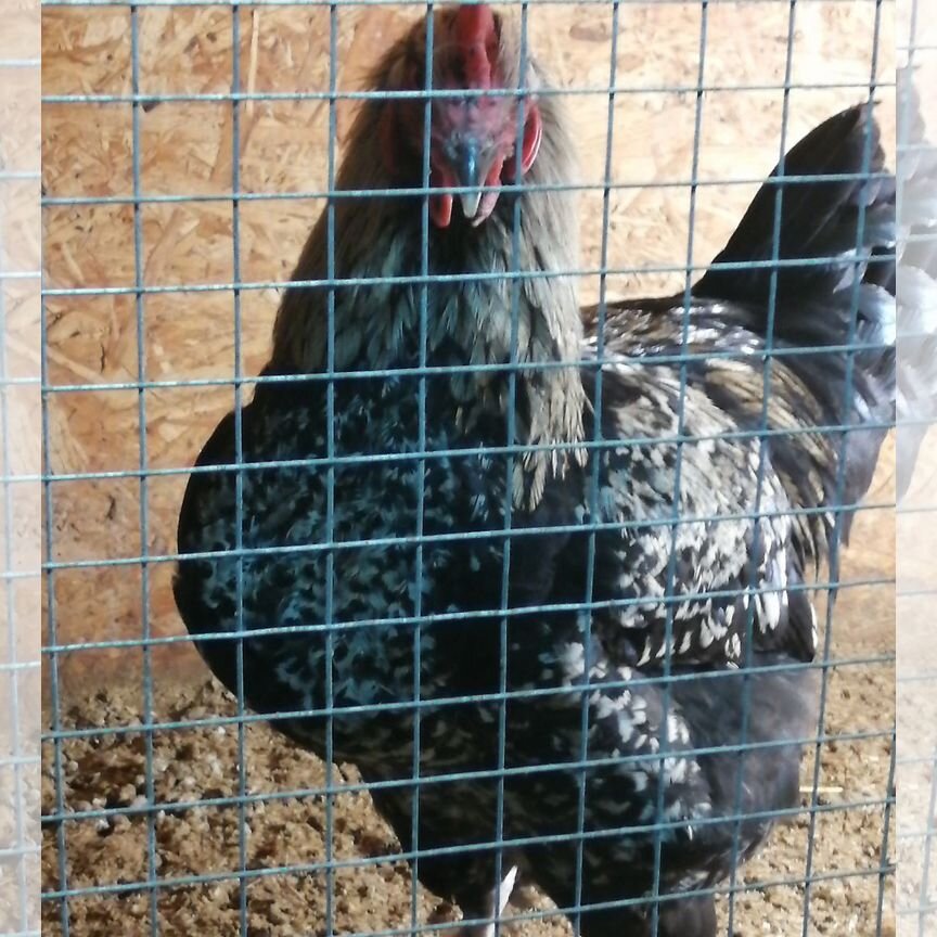 Домашние молодые петухи