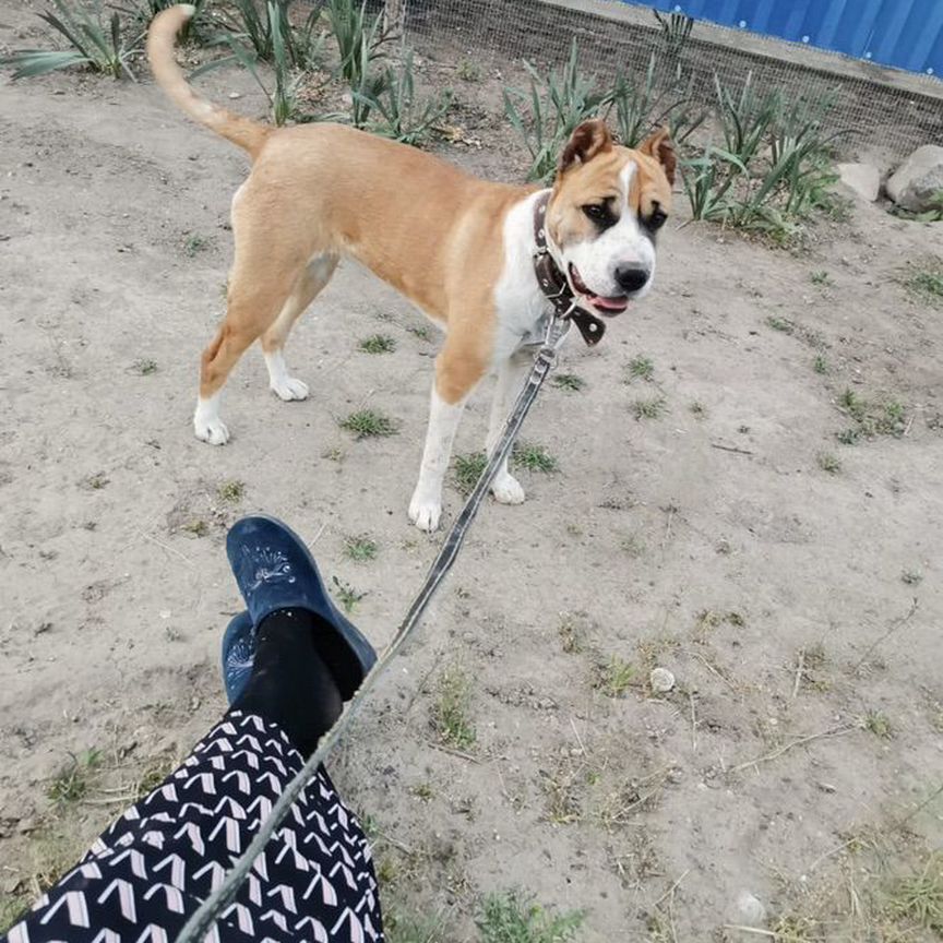 Стафоршидский терьер