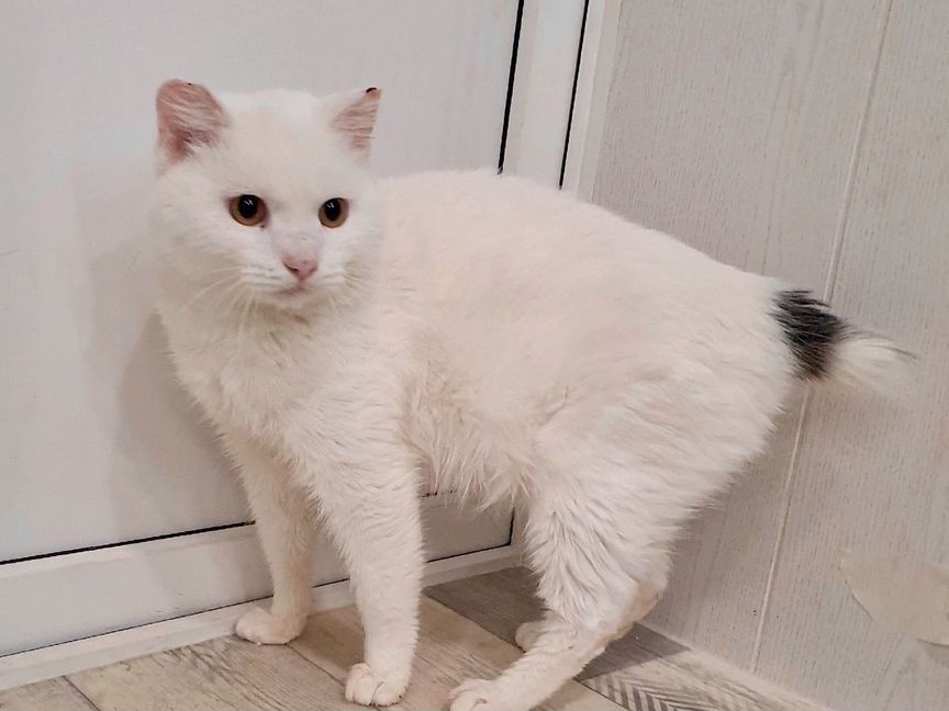 Нужна передержка/дом