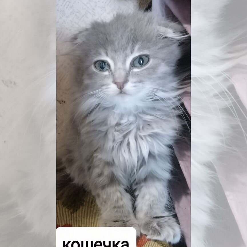 Шотландский вислоухий длинношёрстный котёнок