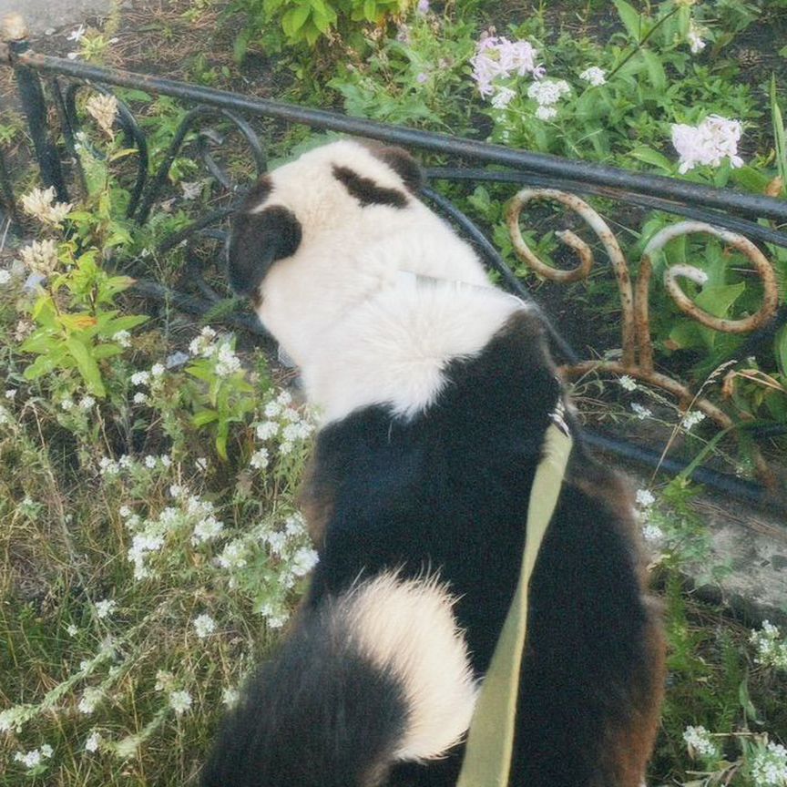 Собака в добрые руки