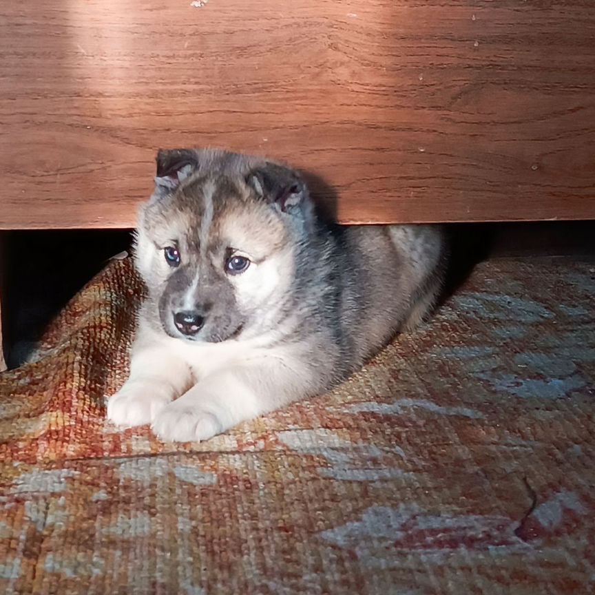 Отдам в хорошие руки кутенка