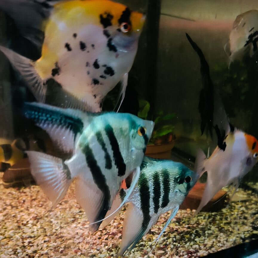 Аквариумные рыбки. Скалярии