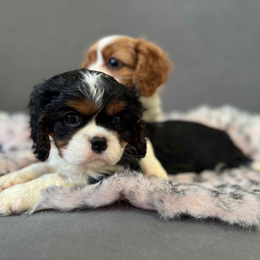 Кавалер кинг чарльз спаниель