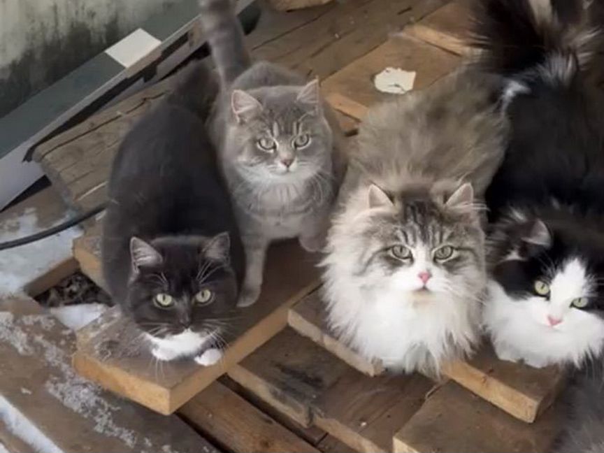 Котята 7 мес
