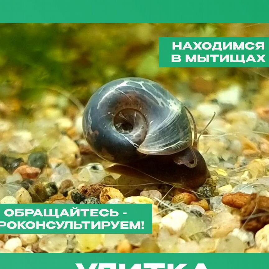 Улитка катушка голубая (Planorbarius corneus)