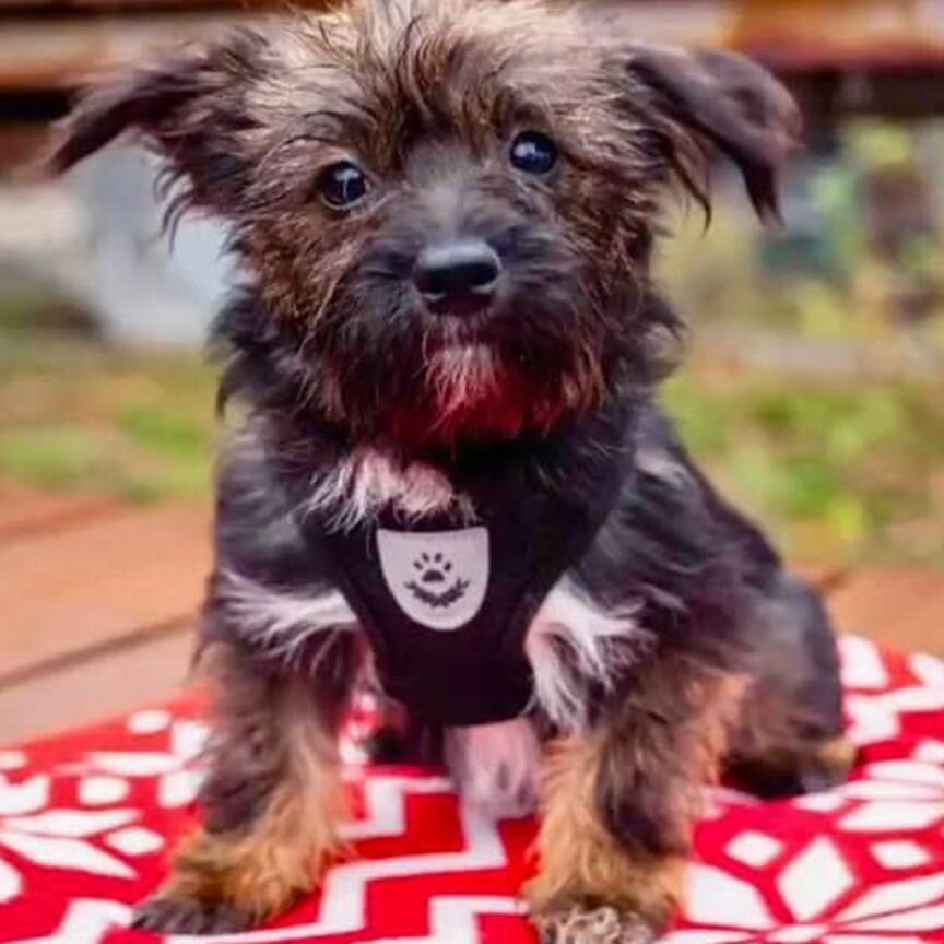 Щенок в добрые руки