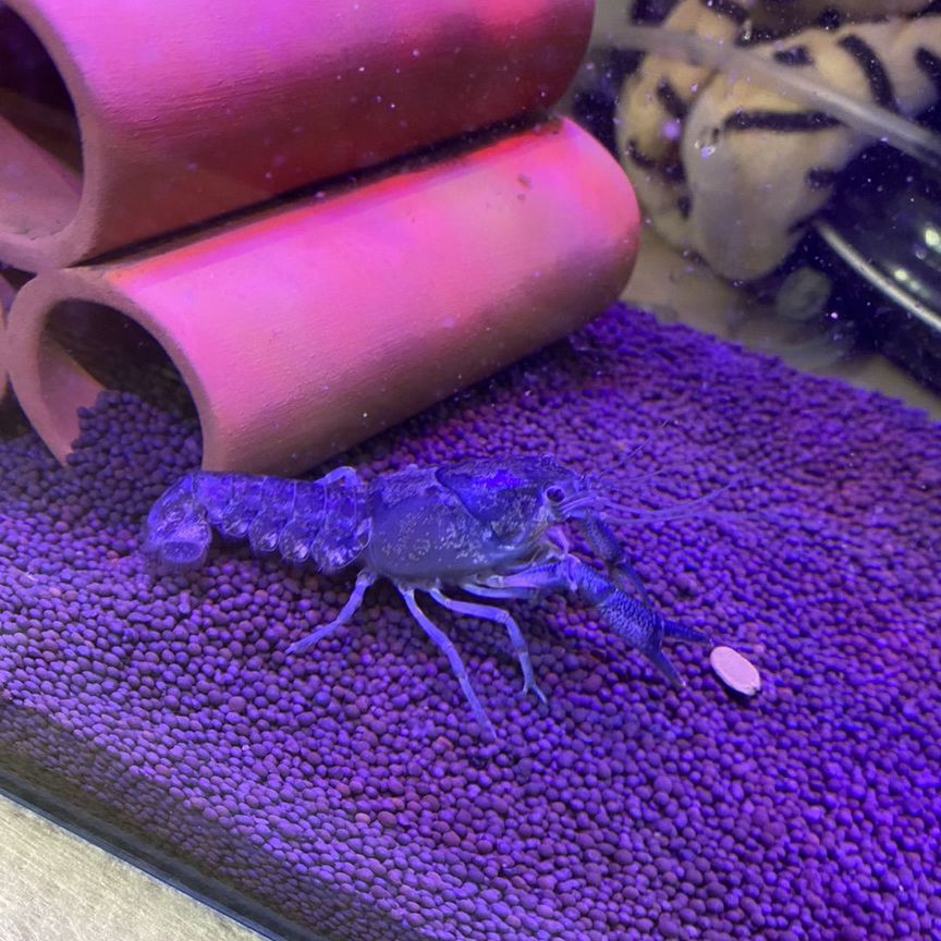 Голубой кубинский рак