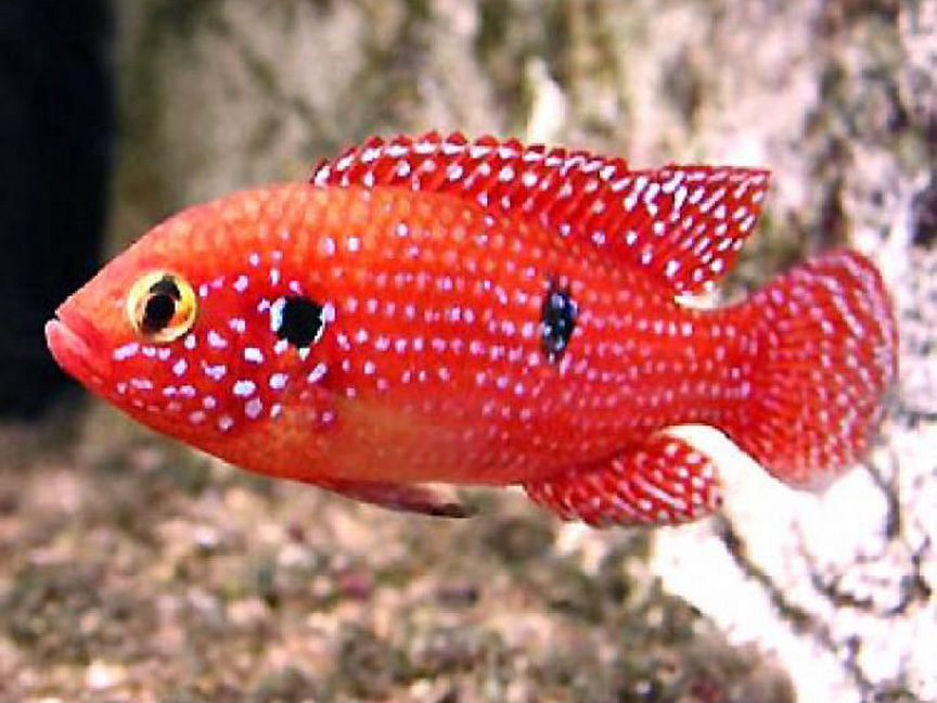 Хемиромис лифалили (баллон)