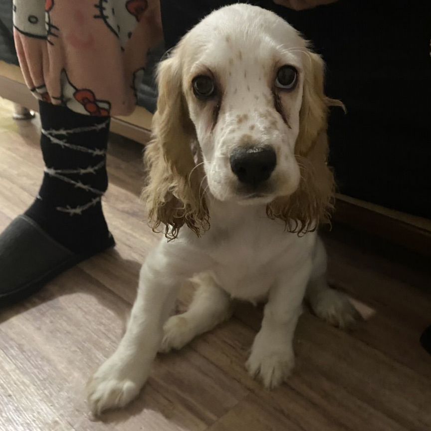 Английский кокер спаниель