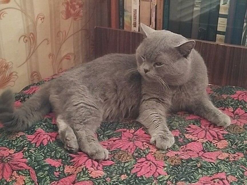 Котик