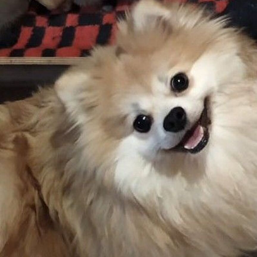 Немецкий шпиц