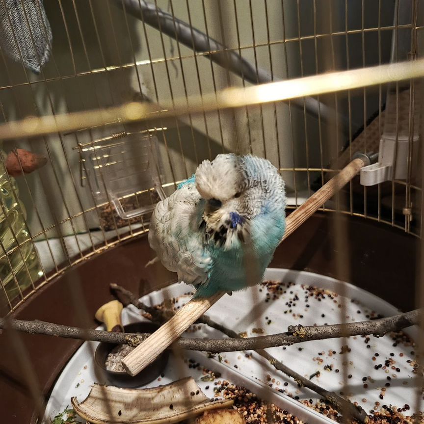 Отдам выставочный попугай Чех