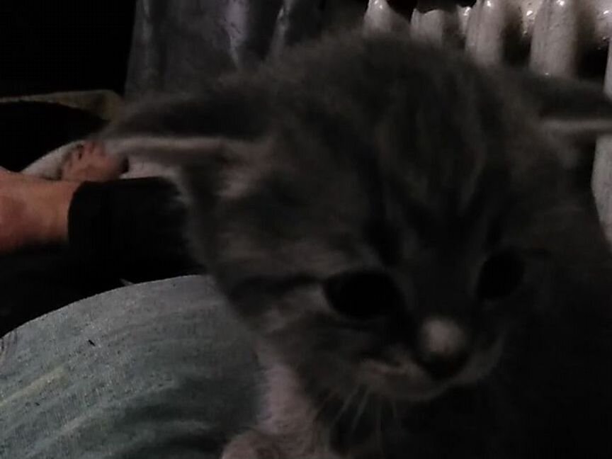 Шотландская вислоухая