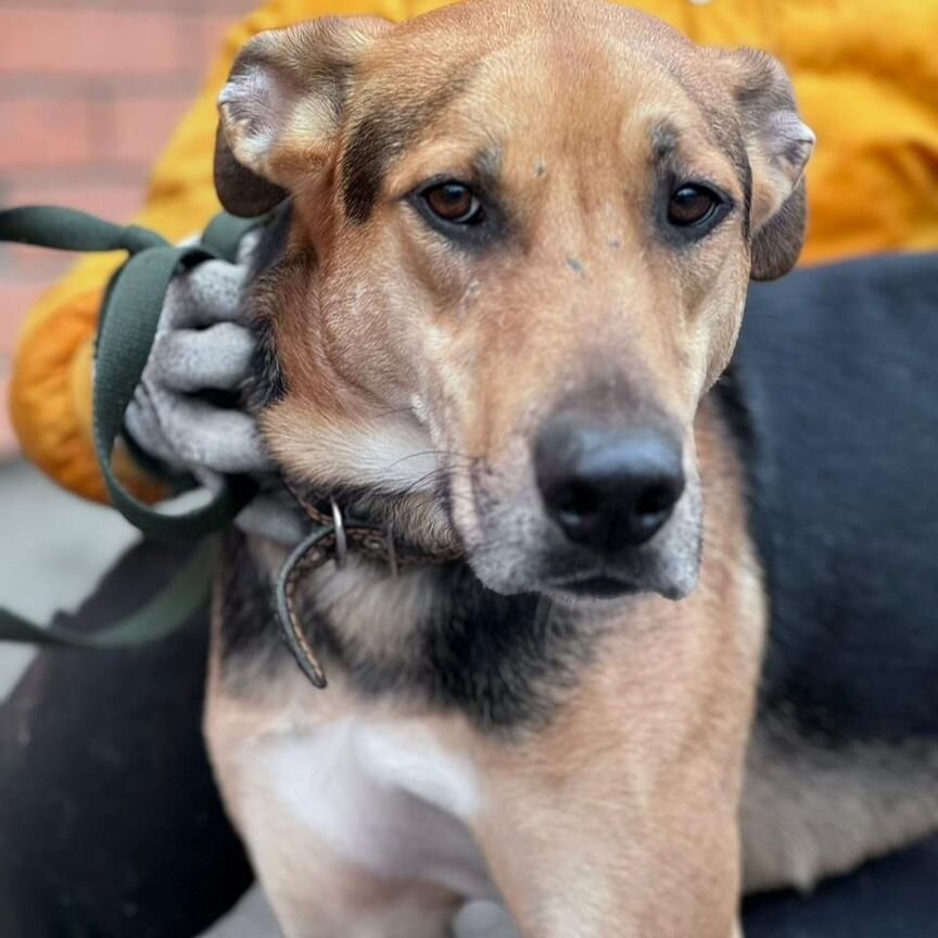 Собака в добрый руки, ищет свою семью