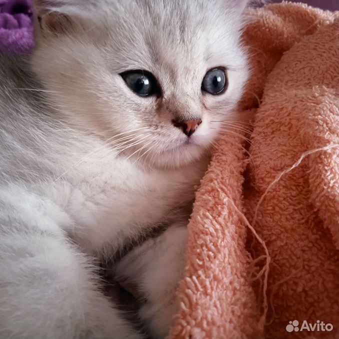 Шотландский мраморный мальчик