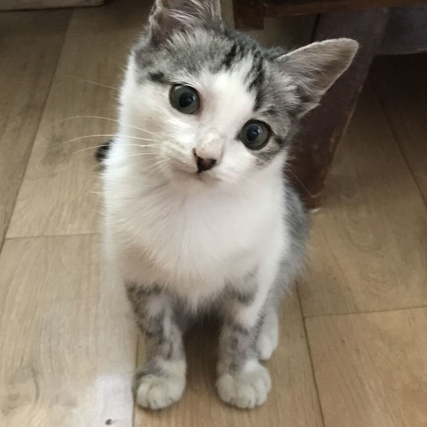 Котёнок