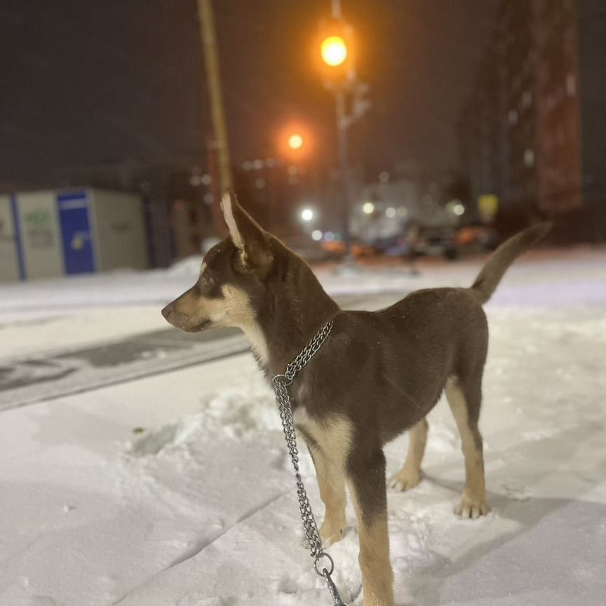 Щенок Хаски в добрые руки