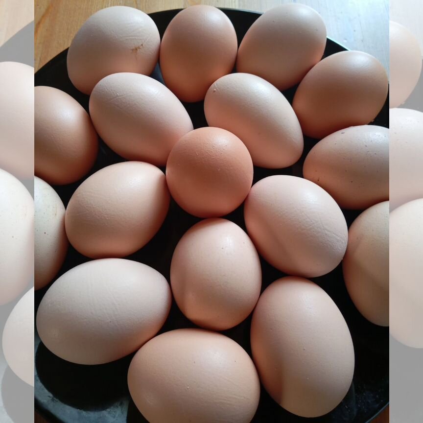 Домашние куриные яйца