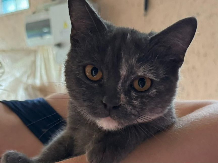 Котёнок, кошечка, 5-6 месяцев