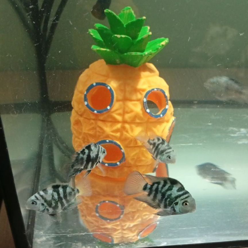 Сапфировый попугай