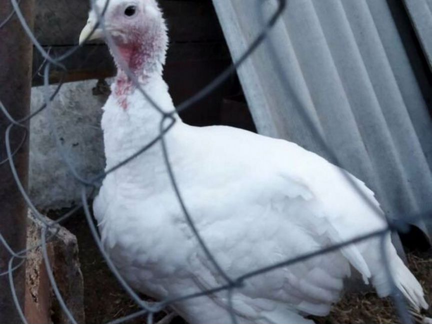 Продам индюшку(сидит на яйцах), индюка