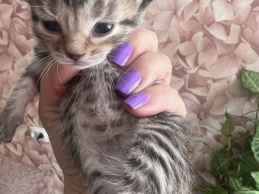 Тайские котята