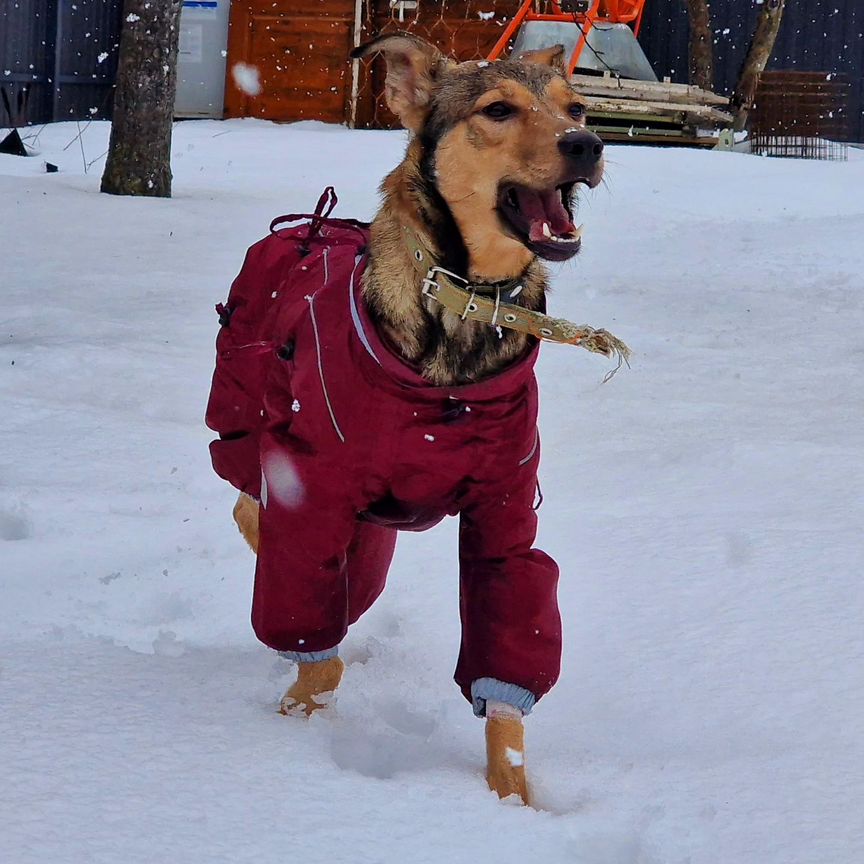 Соня ищет дом
